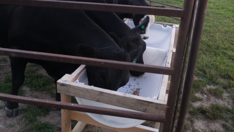 How to Build a Feed Bunk for $40 - Plane View Farm